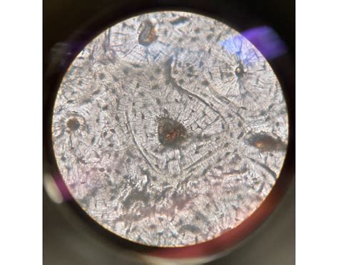 Lab 2 Ground Mammalian Bone In Cross Section Quiz