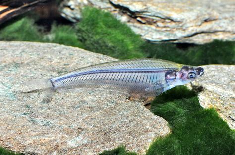 Indonesischer Glaswels Dähne Aquaristik