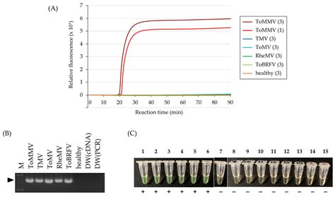 A Reverse Transcription Loop Mediated Isothermal Amplification Technique To Detect Tomato Mottle