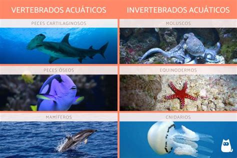 Animales Acuáticos Qué Son Características Y 20 Ejemplos Con Fotos