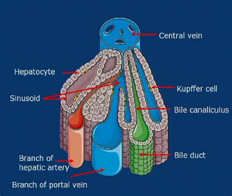 Liver Structure And Function Gil Flashcards Quizlet