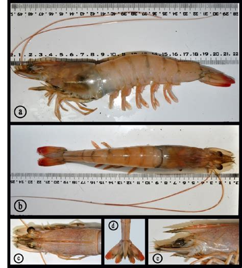 Penaeus Aztecus From The Southern Coast Of Sicily Italy A Lateral Download Scientific