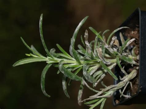 Controlling Powdery Mildew On Rosemary Prevention And Tips