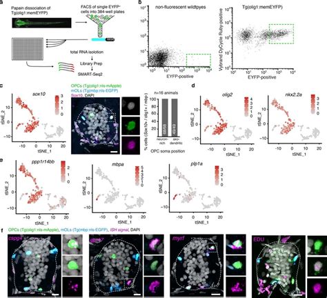 Analysis Of Single Cell Rna Sequencing Clusters A Schematic Overview Download Scientific