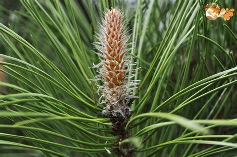 Боров МЕД от борови връхчета Селскостопански продукти Благоевград Горските плодове са