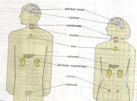 Feria De Ciencias Y Tegnologia Sistema Endocrino