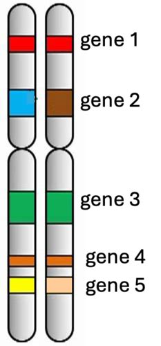 Genetics Of Inheritance Flashcards Quizlet