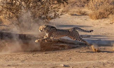Cheetahs Hunting Strategy Speed Precision And Survival