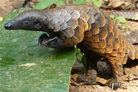 White Bellied Pangolins Have Second Most Chromosomes Among Mammals Ucla