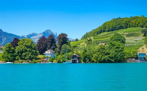 Vineyards With Spiez Castle In Spiez In The Bernese Oberland Of