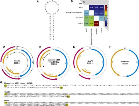 Predicted Stem Loop Structure In The Origin Of Virion Strand Download Scientific Diagram