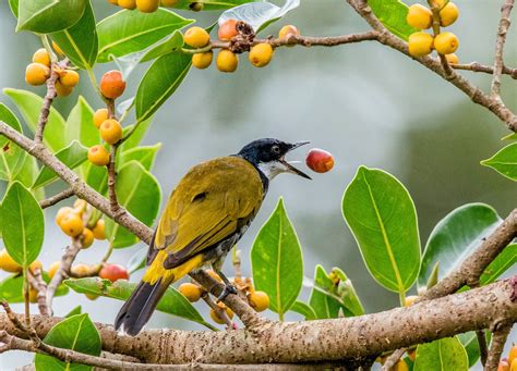 Seed Dispersal By Animals
