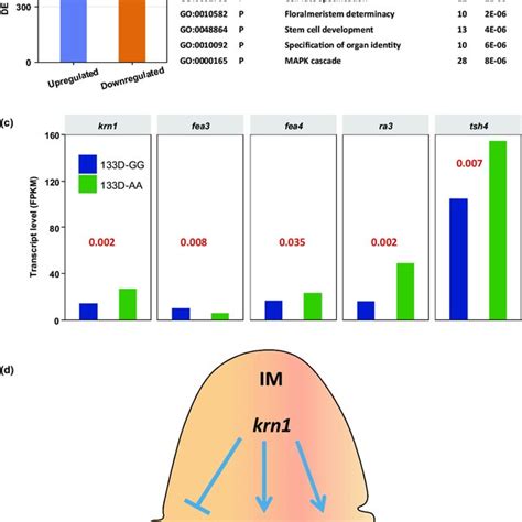 The Krn1 Regulatory Network In Maize Zea Mays A The Numbers Of Download Scientific Diagram