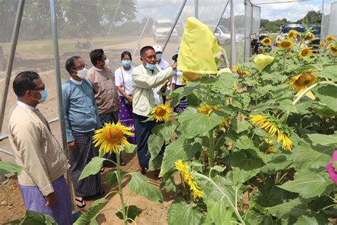 နေကြာသီးနှံတိုးချဲ့စိုက်ပျိုးရေးအတွက် နေကြာမျိုးစေ့ မျိုးသန့်ပွားမ