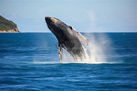 蓝天白云下的鲸鱼高清图片下载 正版图片600531436 摄图网