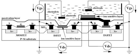 Cross Sectional View Of Mosfet Isfet And Egfet Download Scientific