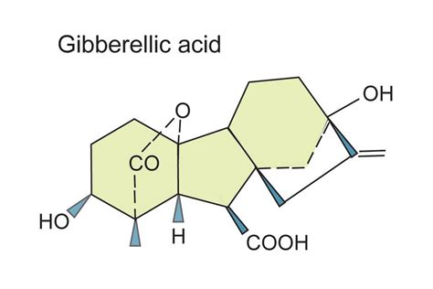Plant Hormones Gibberellin