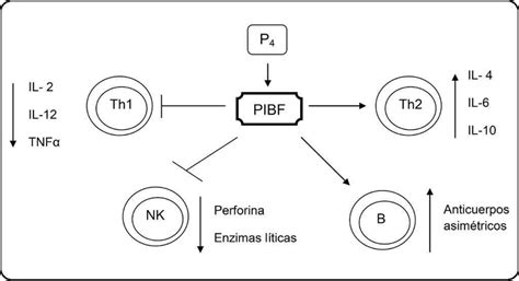 Figure 4 From The Effects Of Progesterone Induced Blocking Factor And