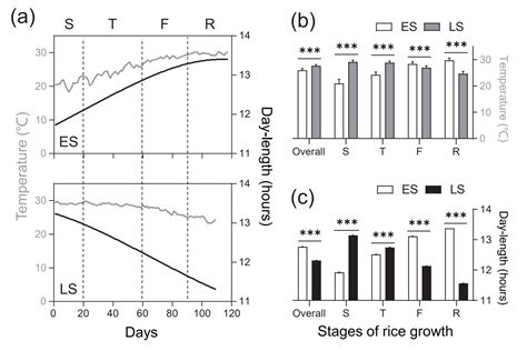 Local Adaptation Associated Phenotypic Divergence In Sympatric Weedy Rice Populations