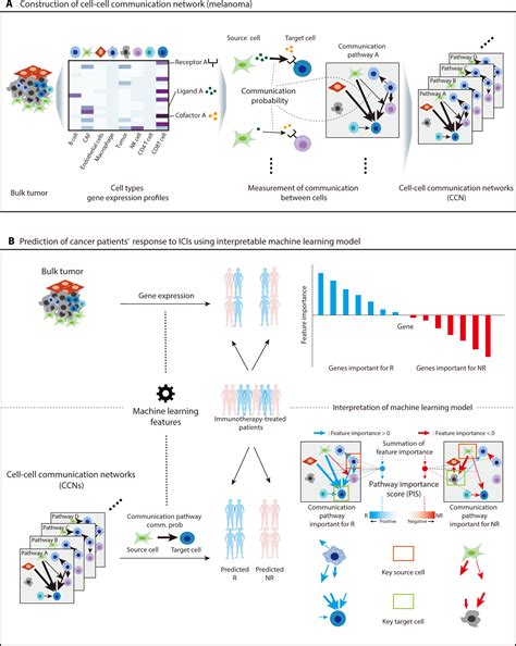 Cell Cell Communication Network Based Interpretable Machine Learning Predicts Cancer Patient