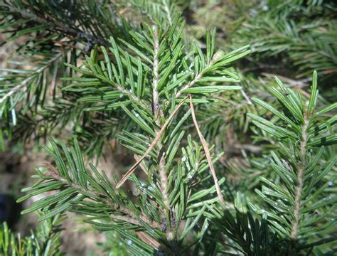 Abies sibirica - Изображение особи - Плантариум