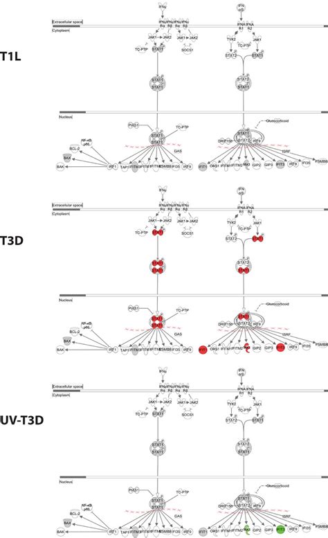 Significantly Affected Canonical Pathway “interferon Signaling” As