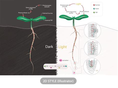 Scientific Illustration Scientific Figure Graphical Abstract And Toc Upwork
