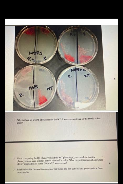 Solved MOPS R R Mopstk R WT MOPS WT R 1 Why Is There No Chegg Com