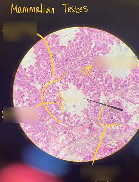 Diagram Of Histology Of Mammalian Testes Male Reproductive System