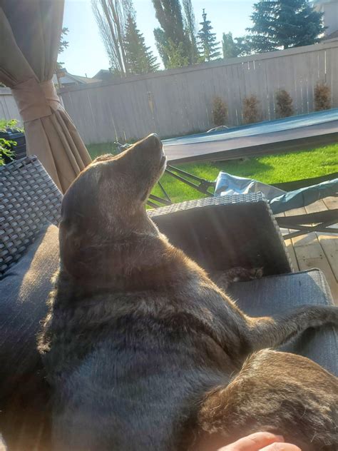 Dobby Loves Sitting In The Morning Sun Getting Some Hip Scratches R