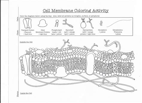 Crossing The Cell Membrane Worksheet Answers Writing Practice Worksheet