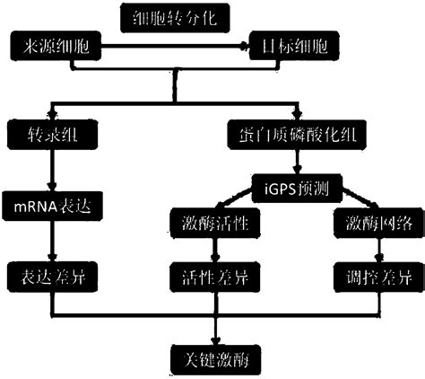 method for integrating multi omics data to presume key protein kinases