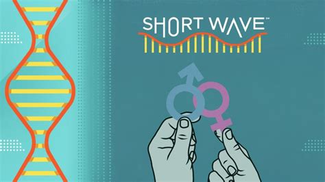 How Is Sex Determined Scientists Say It S Complicated Short Wave The Warren Alpert Medical