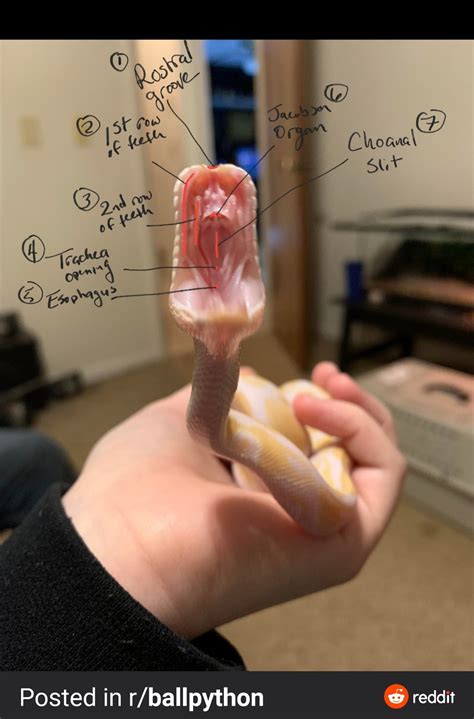 Ball Python Anatomy Diagram Album On Imgur