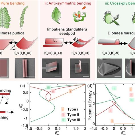 Dynamic Characteristic Of Gaussian Preserved Shape Morphing A Curvature