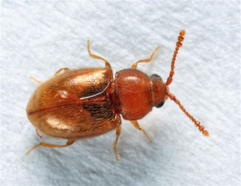 Atomaria Atomaria Lewisi Bugguide Net