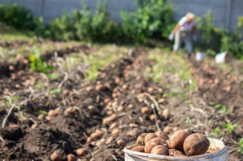 유기농 채소 농부들은 갓 수확한 채소를 손에 들수 있습니다 신선한 바이오 감자 가을에 대한 스톡 사진 및 기타 이미지 가을 감자 요리 건강한 생활방식 Istock
