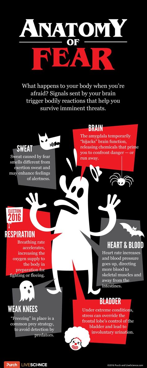 The Anatomy Of Fear Infographic Live Science
