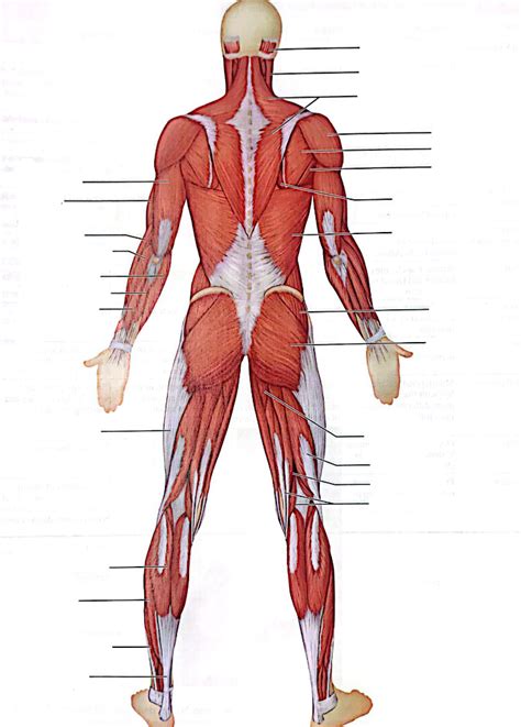 Diagram 133 Posterior Muscle Diagram Diagram Quizlet Diagram 133 Posterior Muscle Diagram Diagram Quizlet