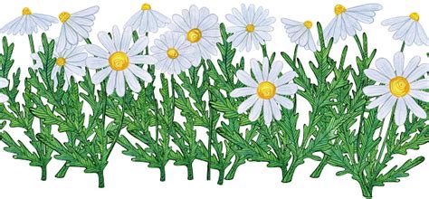흰 데이지와 녹색 잎의 자연스러운 배열의 완벽한 테두리 손으로 그린 수채화 그림 순진한 스타일 부드러운 패브릭 패턴 테두리 인사말 카드 및 장식에 적합합니다 0명에 대한
