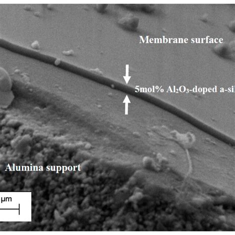 Cross Sectional Sem Micrograph Of The Membrane Obtained By Coating A 5 Download Scientific