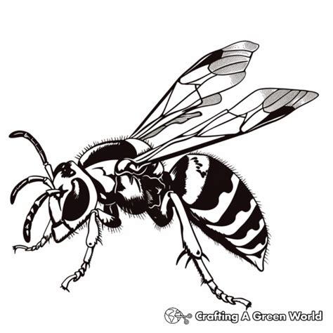 Hornet Coloring Pages Free And Printable