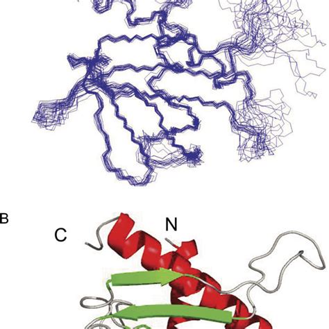Structures Of The C Terminal Domain Of Zf21 A The Ensemble Of The