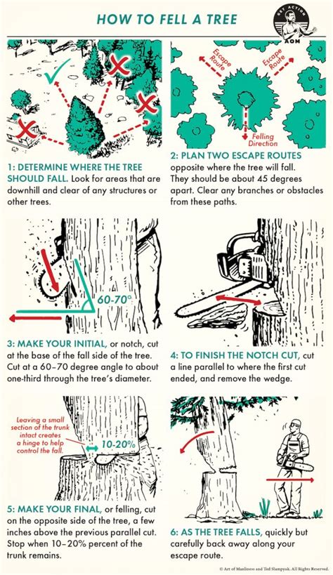 How to Fell Trees: Techniques for a Clean and Controlled Fall | The Art ...