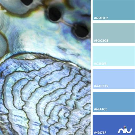 Shell Color Palette Artistas Fosiles Fotografía