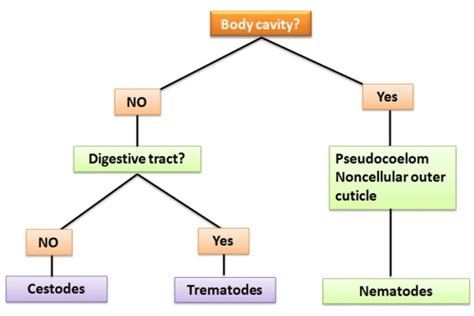 A Simple Algorithm For The Identification Of Parasitic Helminths