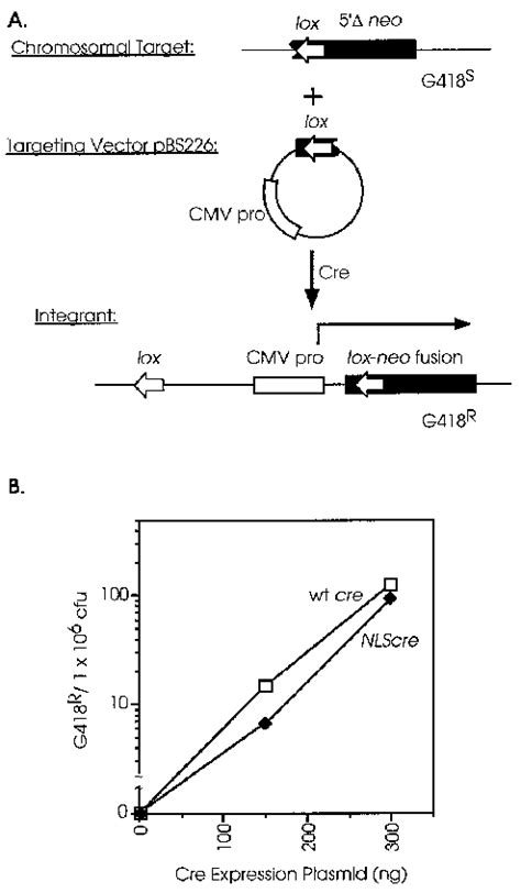 Nuclear Localization Of Gfp Cre C Terminal Truncation Proteins A