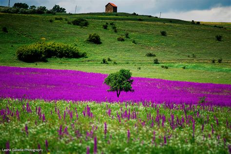 იისფერი მინდორი Lasha Gabelia Flickr