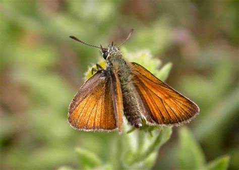 Butterfly Pictures Essex Skipper Thymelicus Lineola