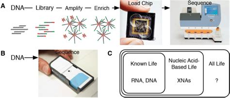 A Semiconductor Sequencing Workflow B Nanopore Sequencing Workflow